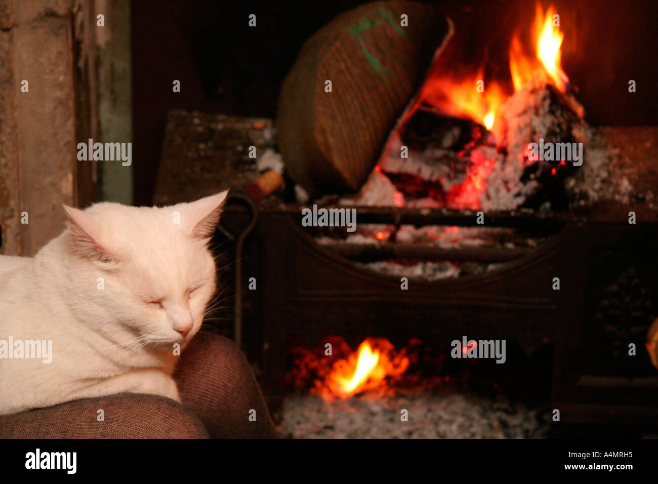 Cat on lap by open fireplace Stock Photo - Alamy