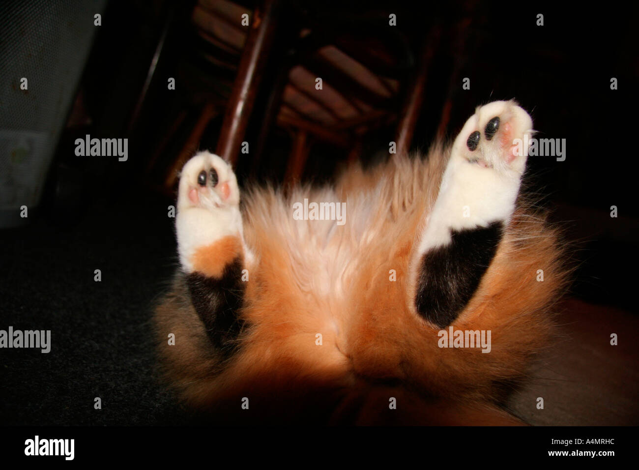 Cat laying on back with feet pointing up Stock Photo - Alamy