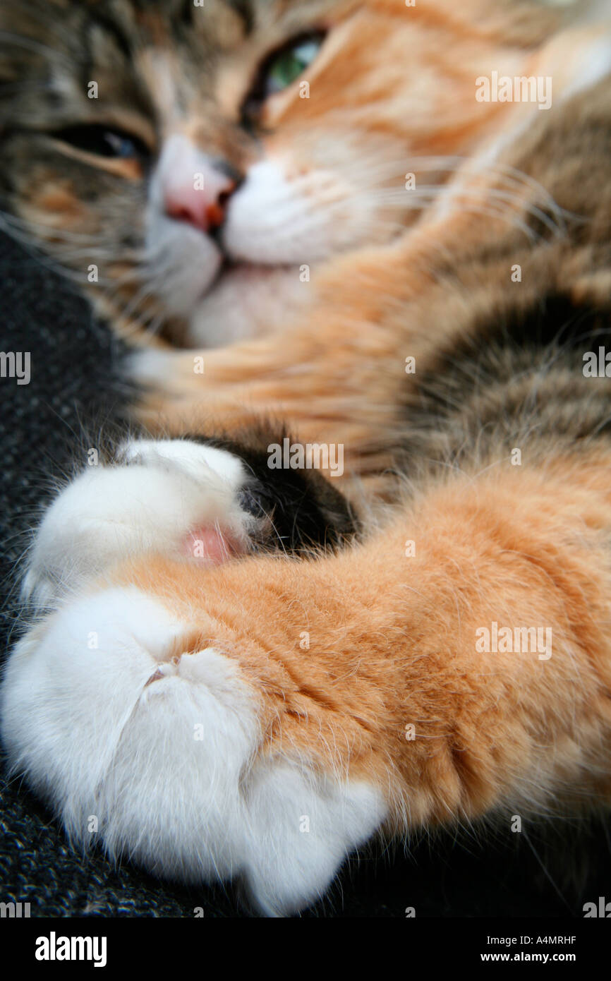 Cat's paw and face Stock Photo - Alamy