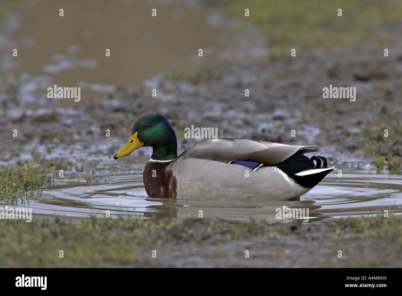 Mallard Anas platyrhynchos adult male swimming in muddy pool dabbling ...