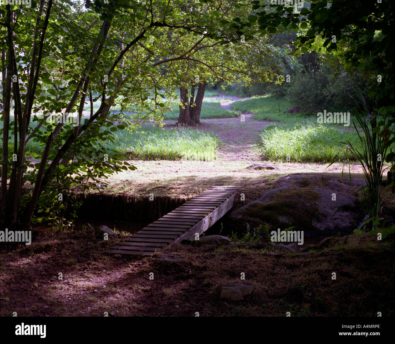 Bridge footbridge trees forest hi-res stock photography and images - Alamy
