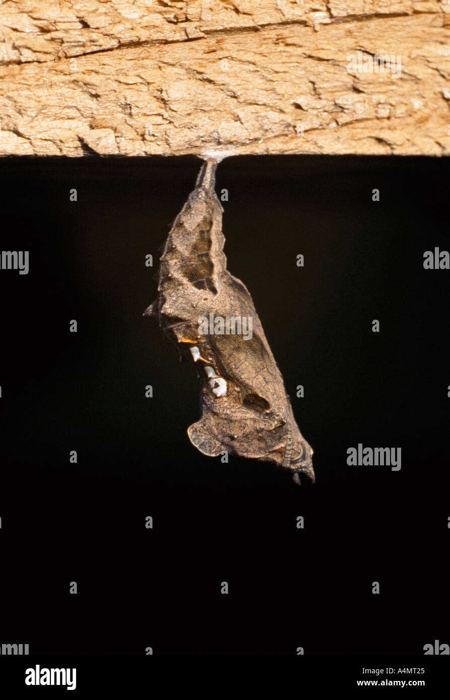 Comma Butterfly (Polygonia c album) chrysalis in an English garden ...