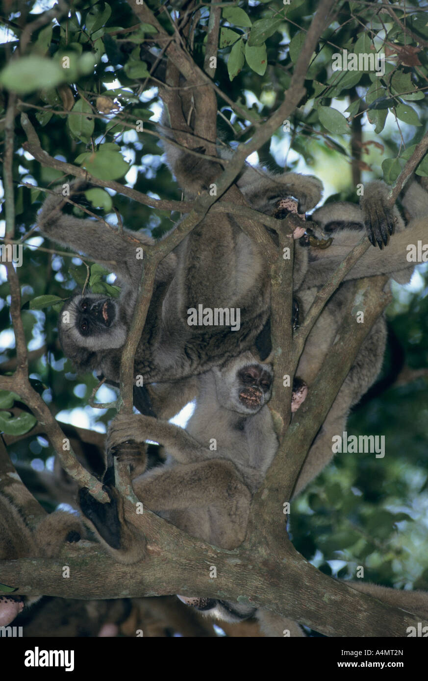 Northern Woolly Spider Monkey or Muriqui (Brachyteles a. hypoxanthus ...