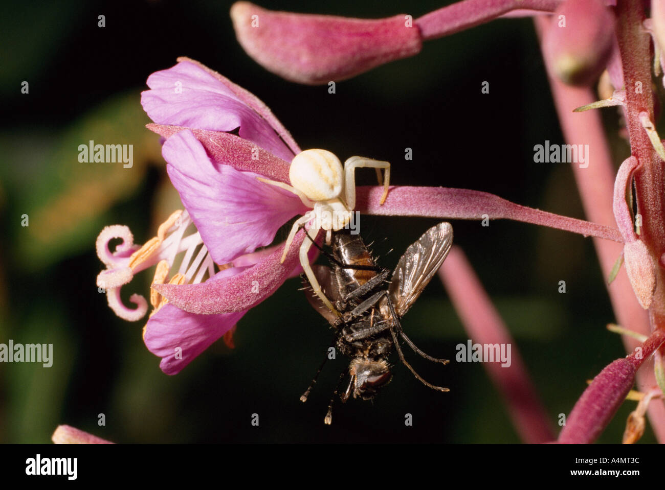 Spider Eating Fly Stock Photo - Alamy