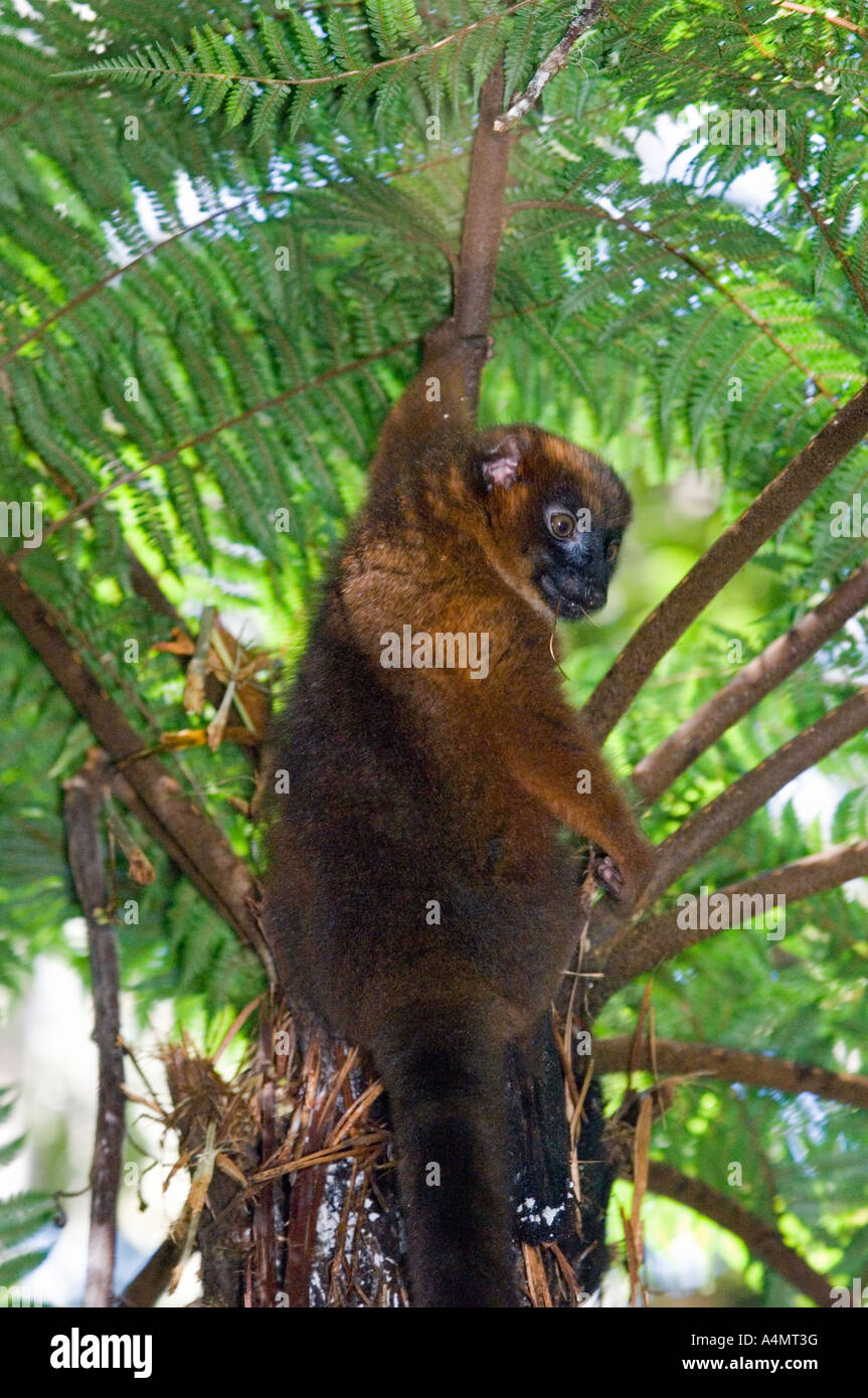 Red-bellied Lemur (Eulemur rubriventer) Female, Andasibe Mantadia ...
