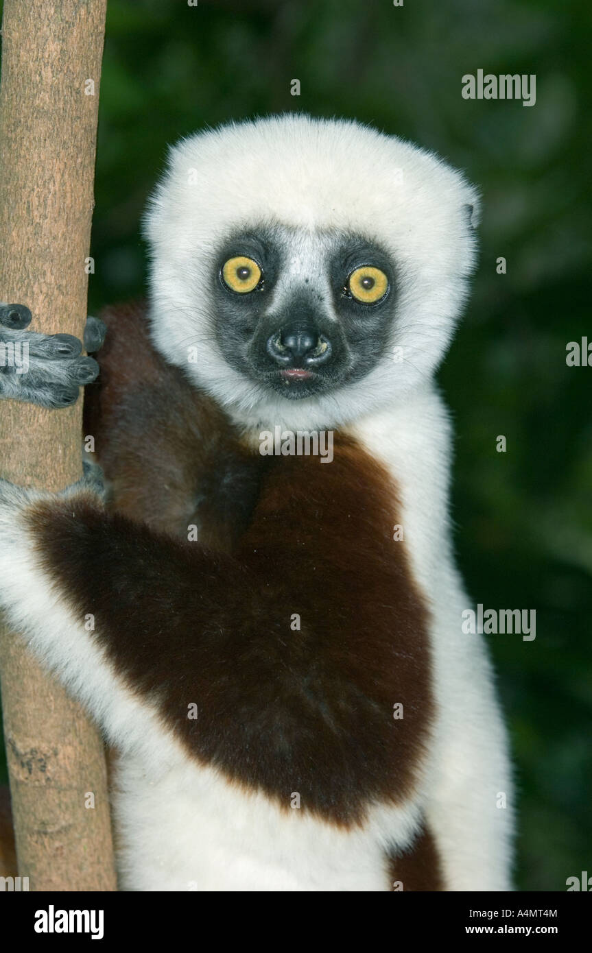 Coquerel's Sifaka (Propithecus verreauxi coquereli), Madagascar ...