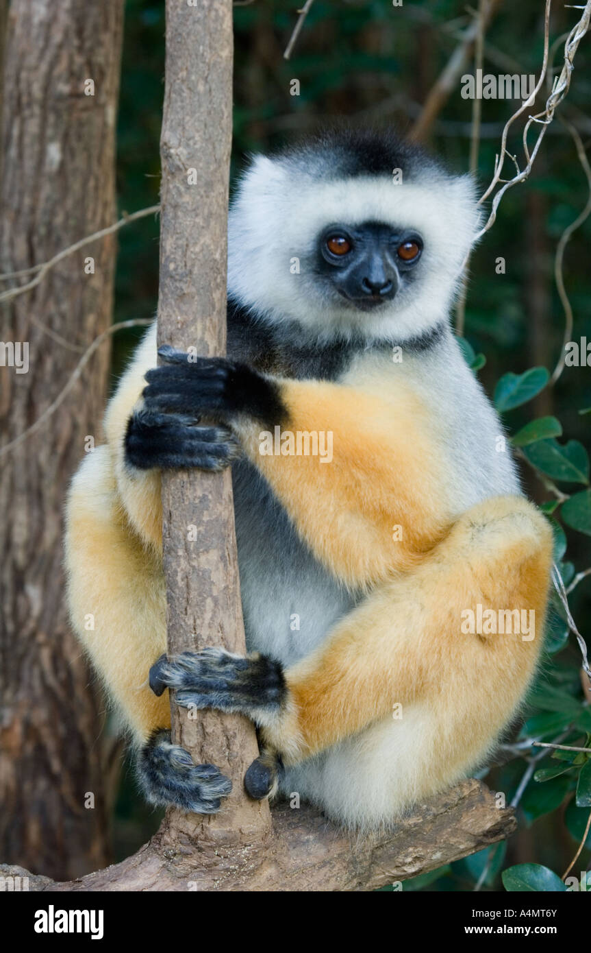 Diademed Sifaka (Propithecus diadema), endangered, Andasibe-Mantadia ...