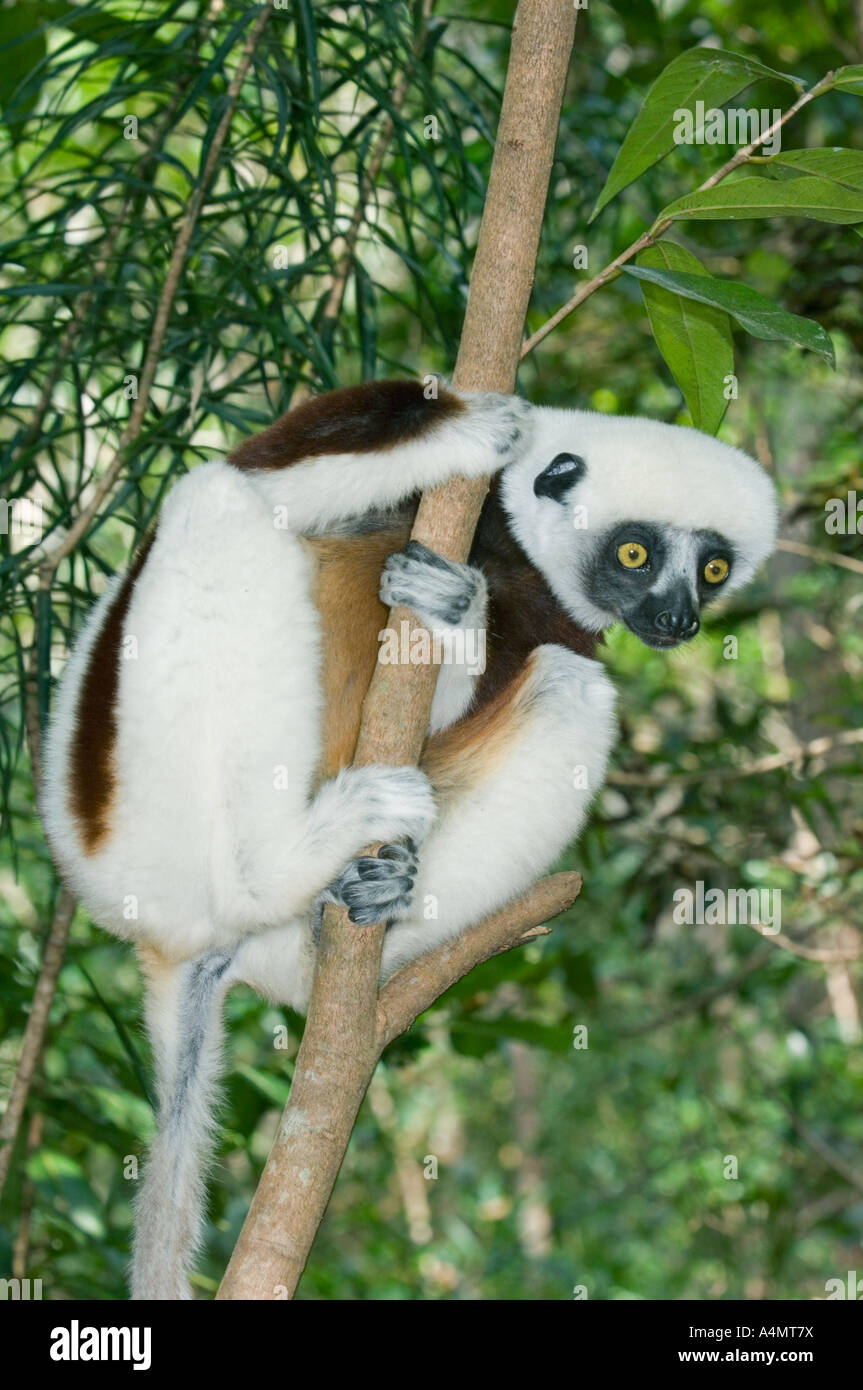 Coquerel's Sifaka (Propithecus verreauxi coquereli), Madagascar ...