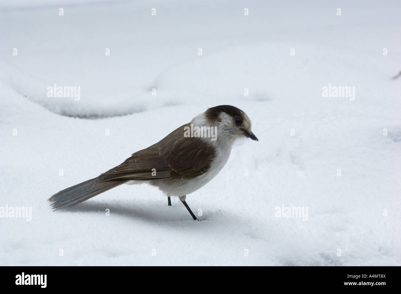 Gray Jay (Perisoreus canadensis) In snow, Winter, Cascade Mountains ...