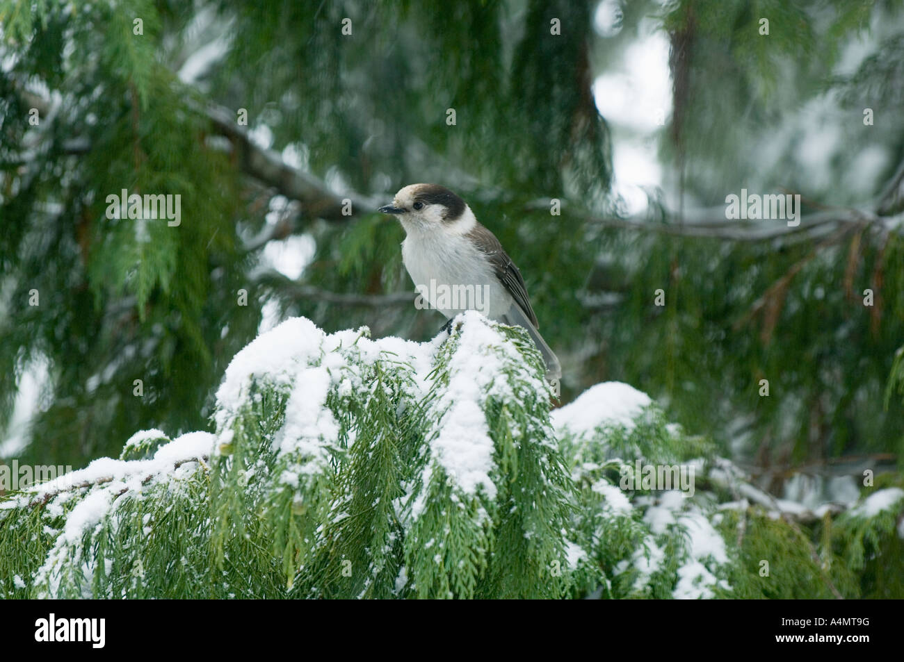 Gray jay hi-res stock photography and images - Alamy