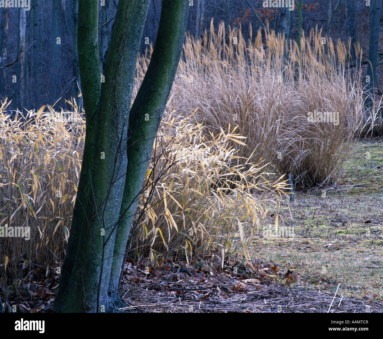 GARDEN IN WINTER WITH JAPANESE ARROW BAMBOO (PSEUDOSASA JAPONICA ...