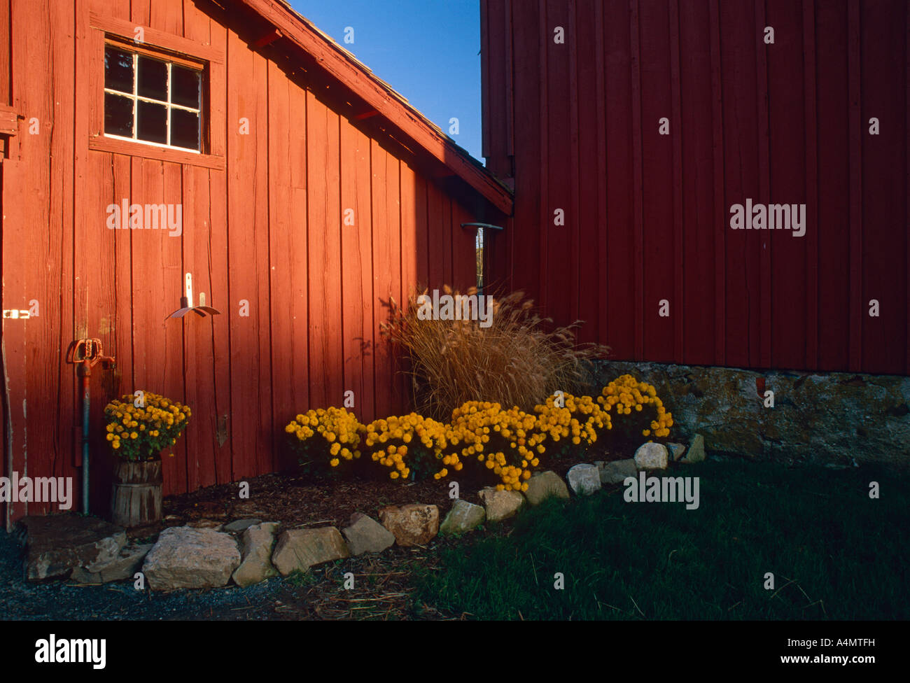 MARIGOLDS (TAGETES SP) EDGING BARN/ PENNSYLVANIA Stock Photo - Alamy
