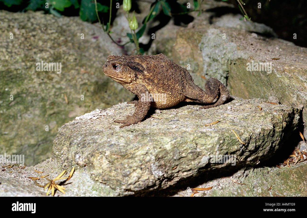 Toad on Rock amphibian crawl walk life nature Stock Photo - Alamy