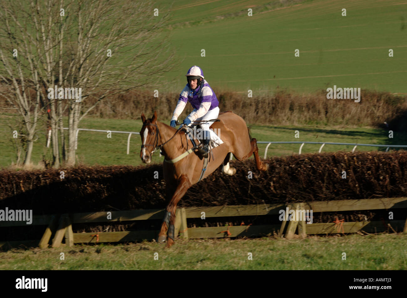 Point to point racing at Kenton Devon UK Stock Photo - Alamy
