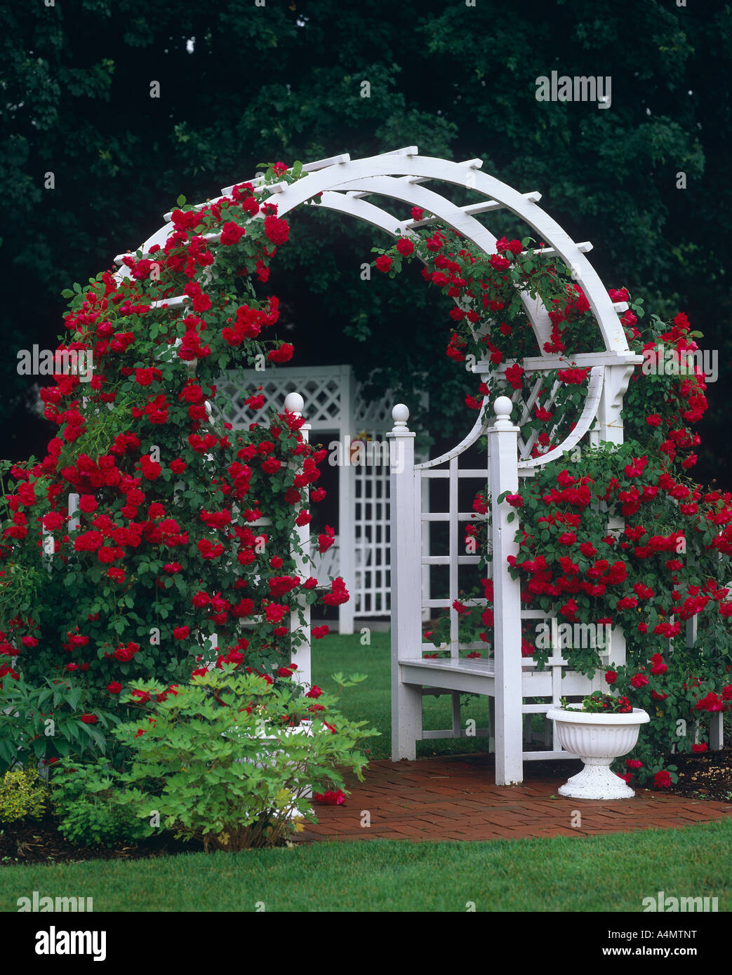 ROSE ARBOR 'BLAZE CLIMBER' (ROSA SP) / PENNSYLVANIA Stock Photo - Alamy