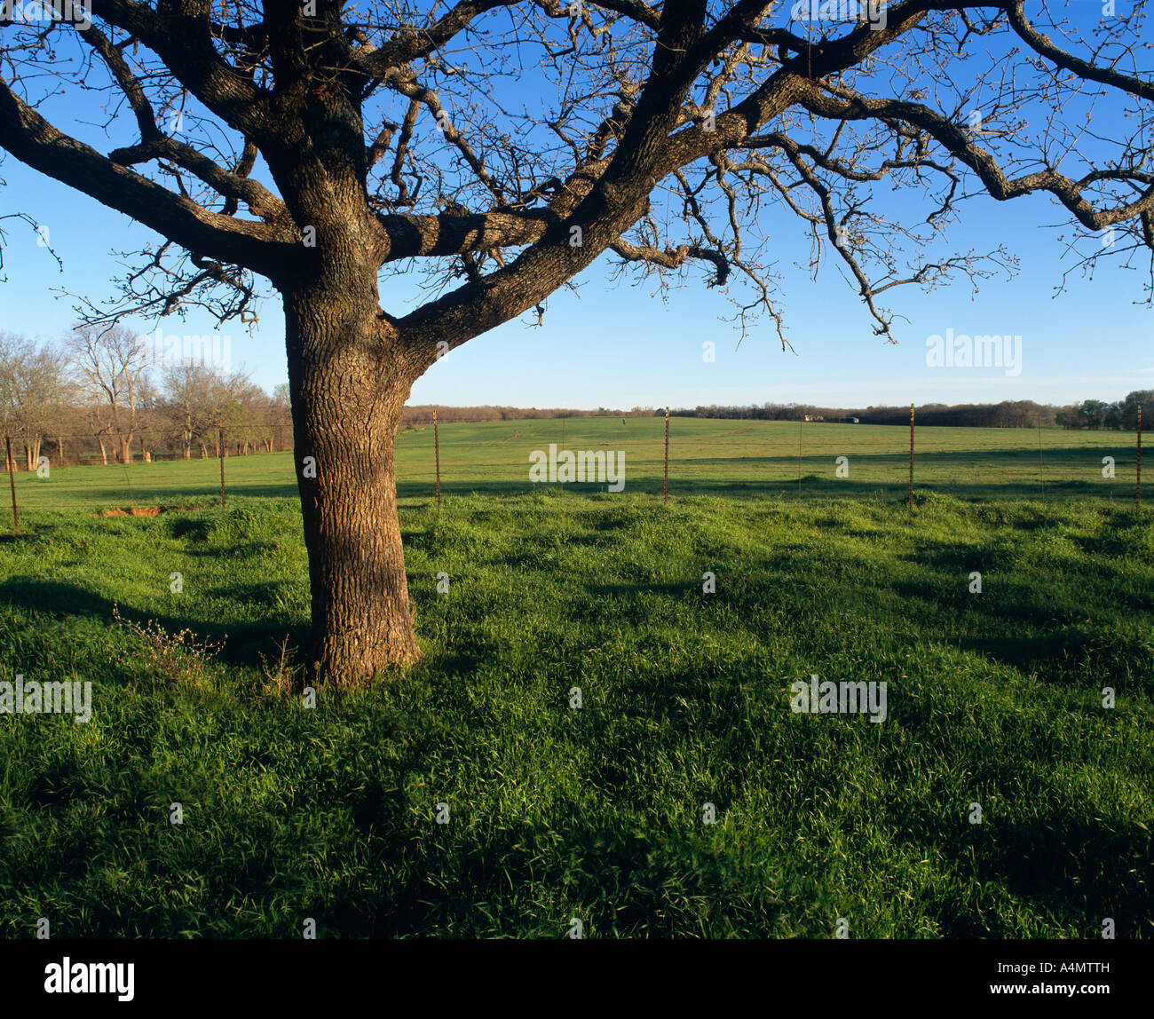 Just budding hi-res stock photography and images - Alamy