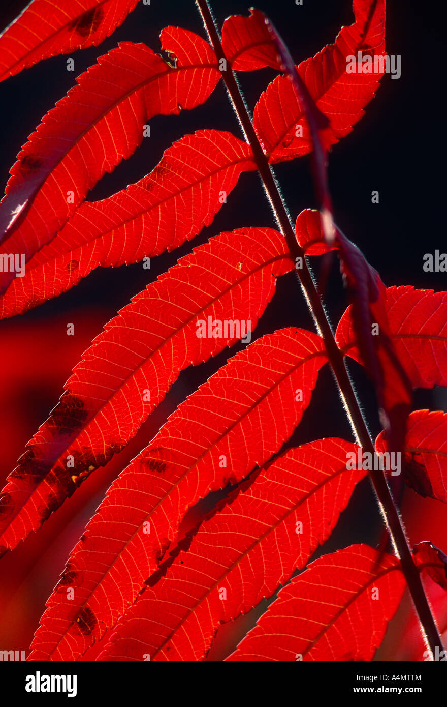 Staghorn Sumac Fall Color at Dustin Richards blog