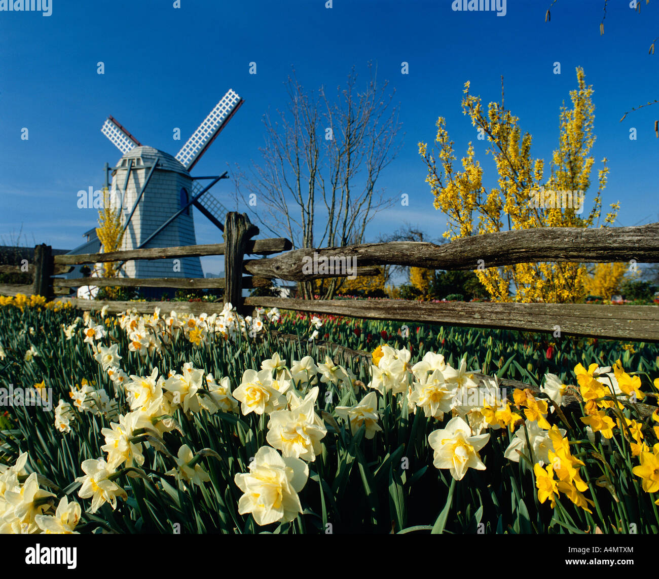 DECORATIVE WINDMILL BY SPRINGTIME GARDEN WITH FORSYTHIA AND DAFFODILS ...