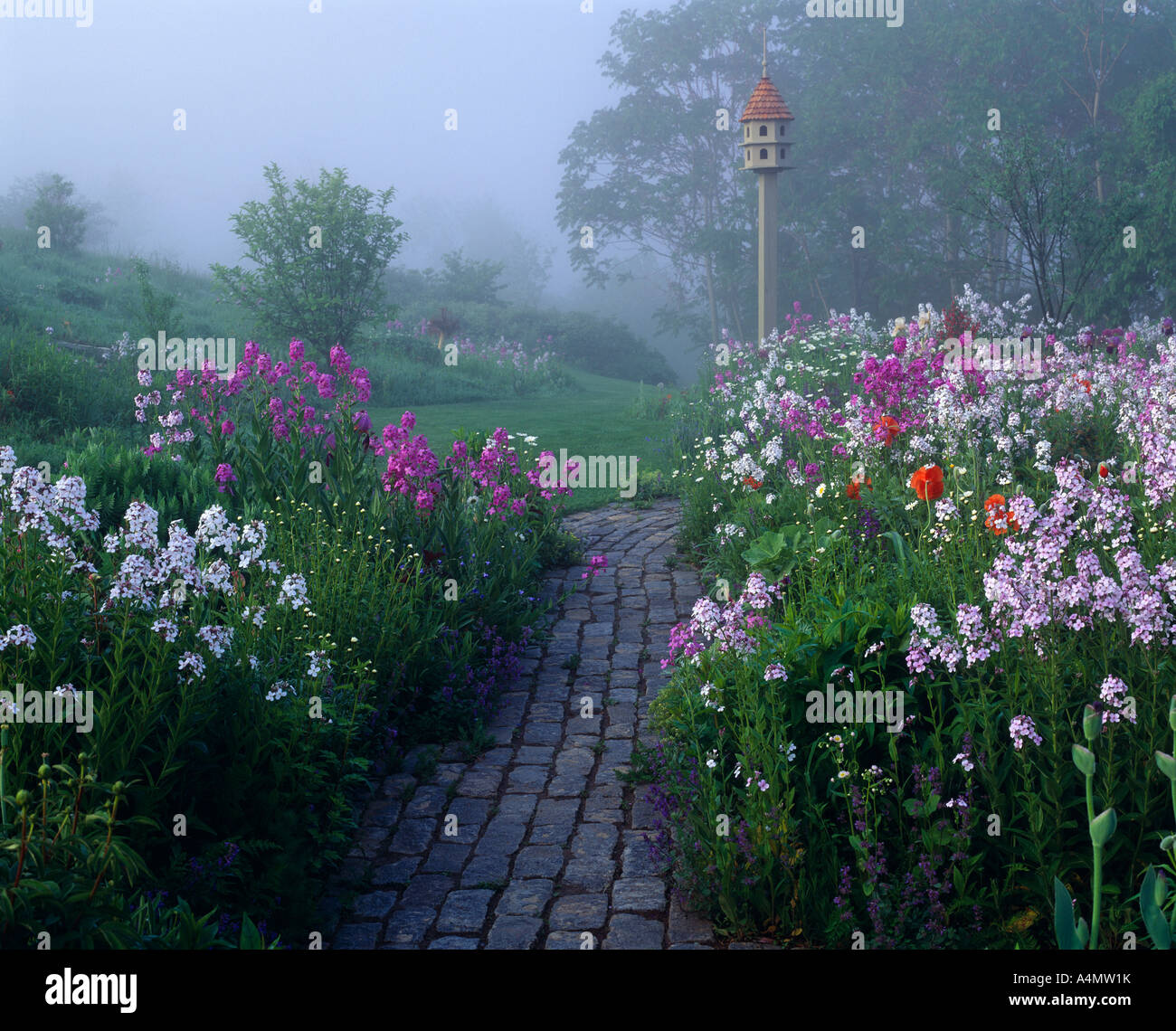 DAMES ROCKET (HESPERIS MATRONALIS Stock Photo - Alamy
