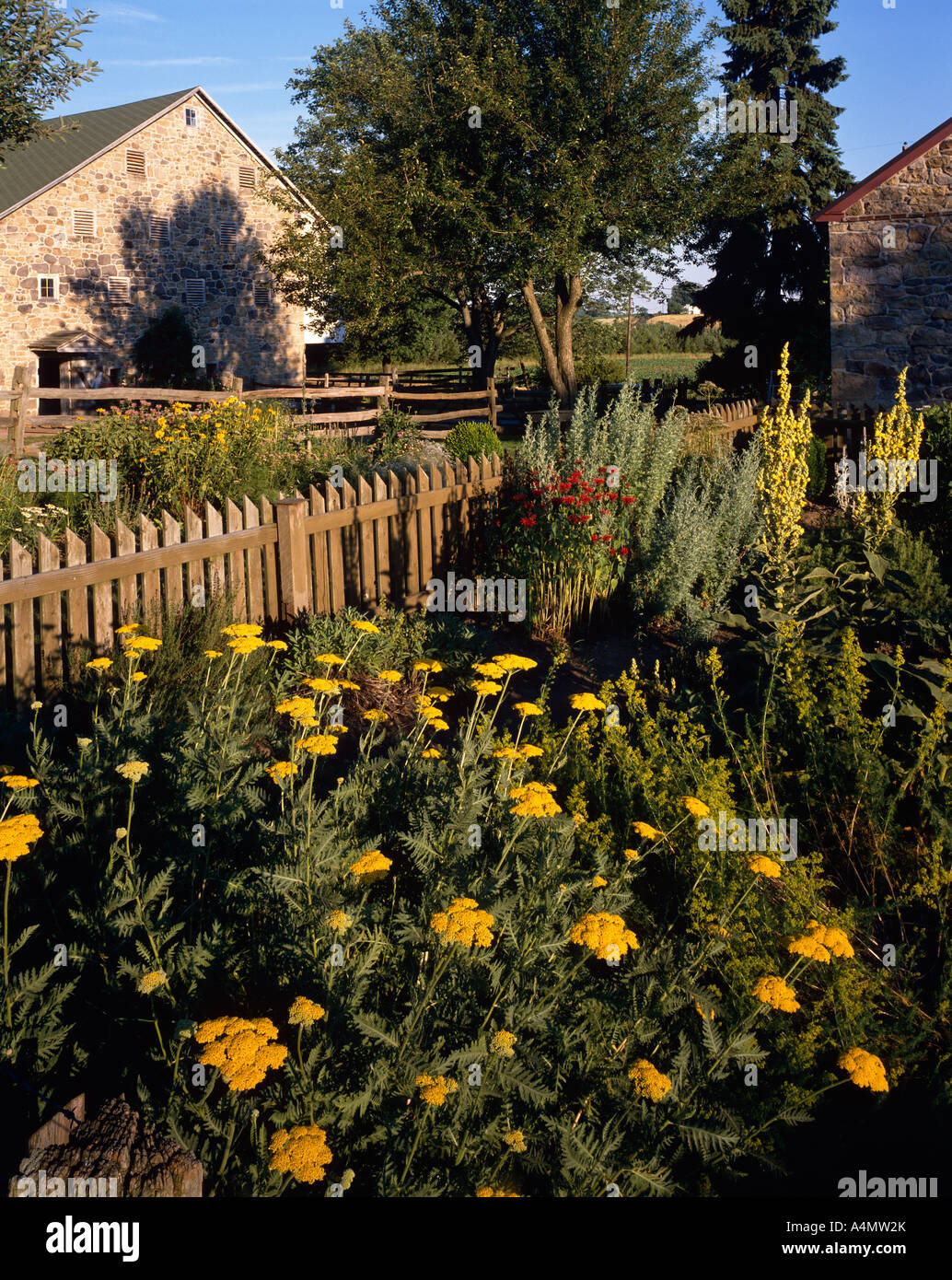FERNLEAF YARROW (ACHILLEA FILAPENDULA) IN GERMAN FOUR-SQUARE GARDEN ...