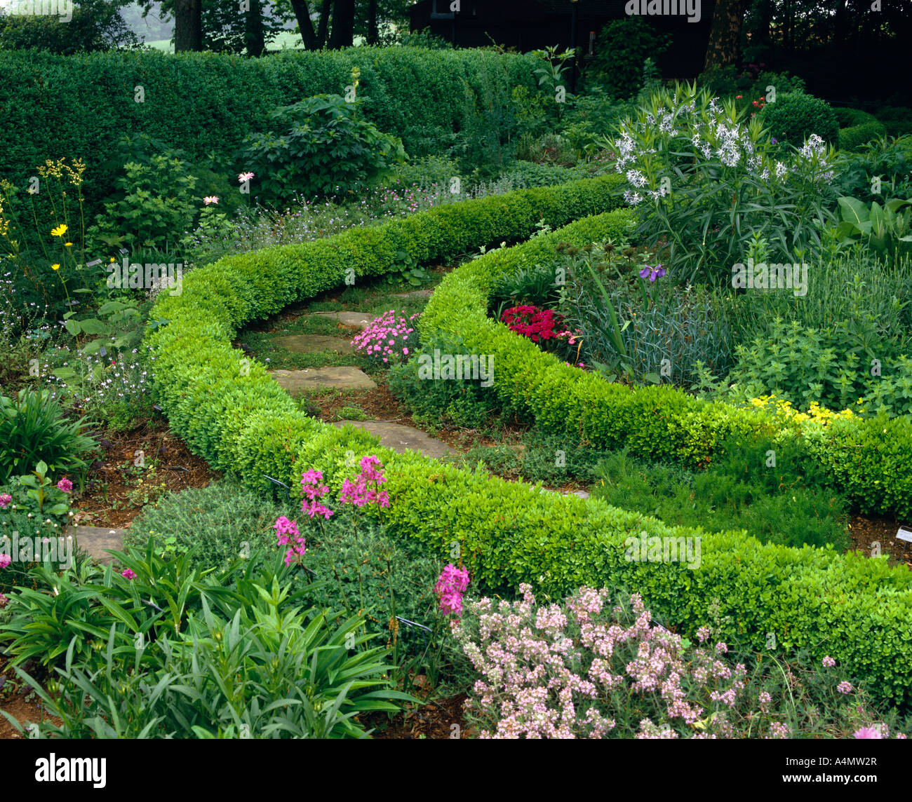 BOXWOOD HEDGE EDGING HERB GARDEN Stock Photo - Alamy