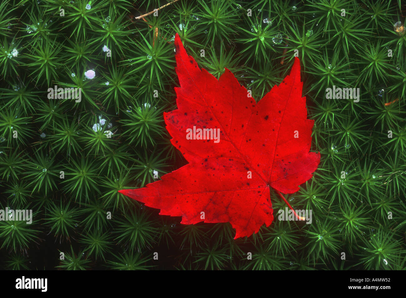 Red maple leaf Stock Photo - Alamy
