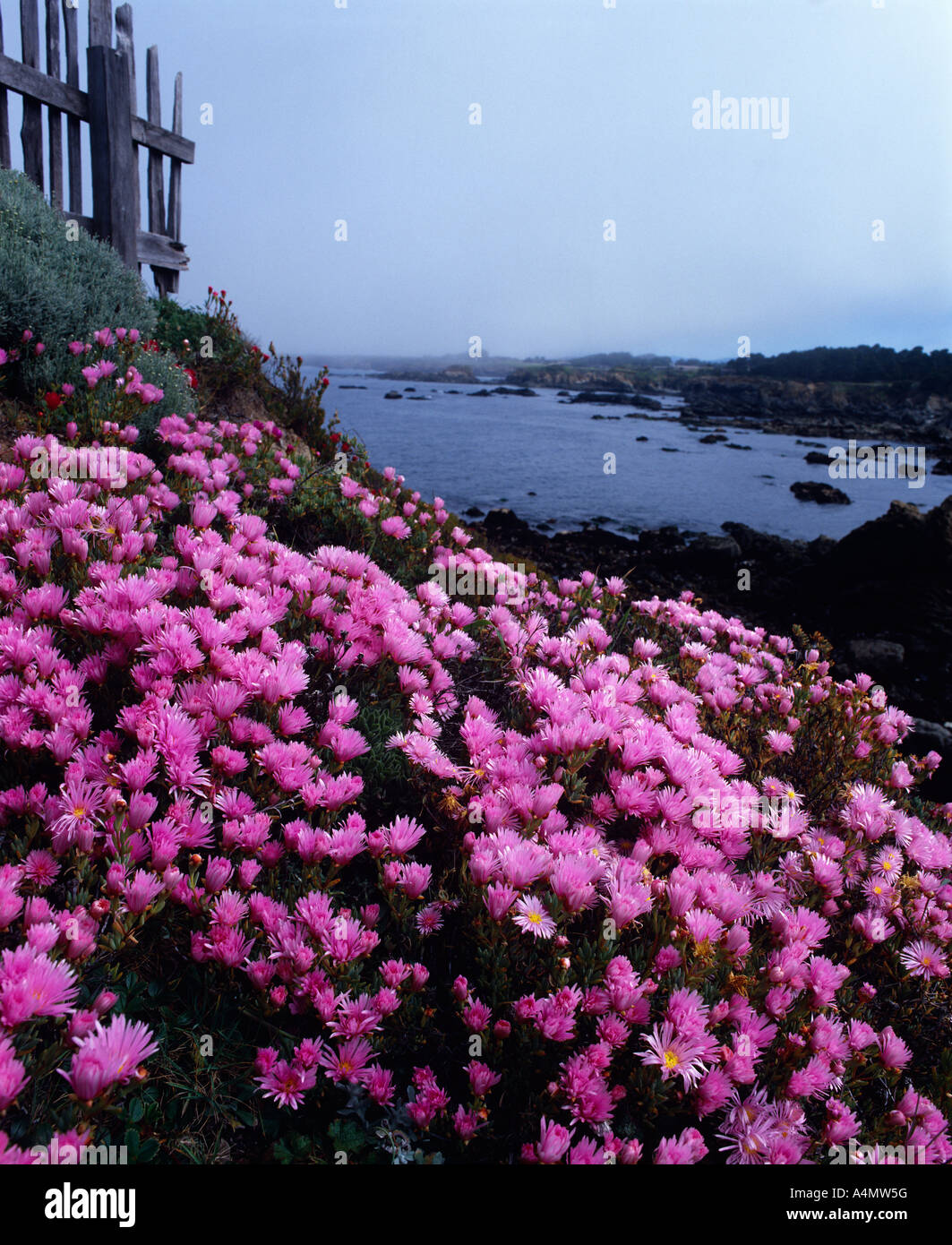 Naturalized gardens hi-res stock photography and images - Alamy