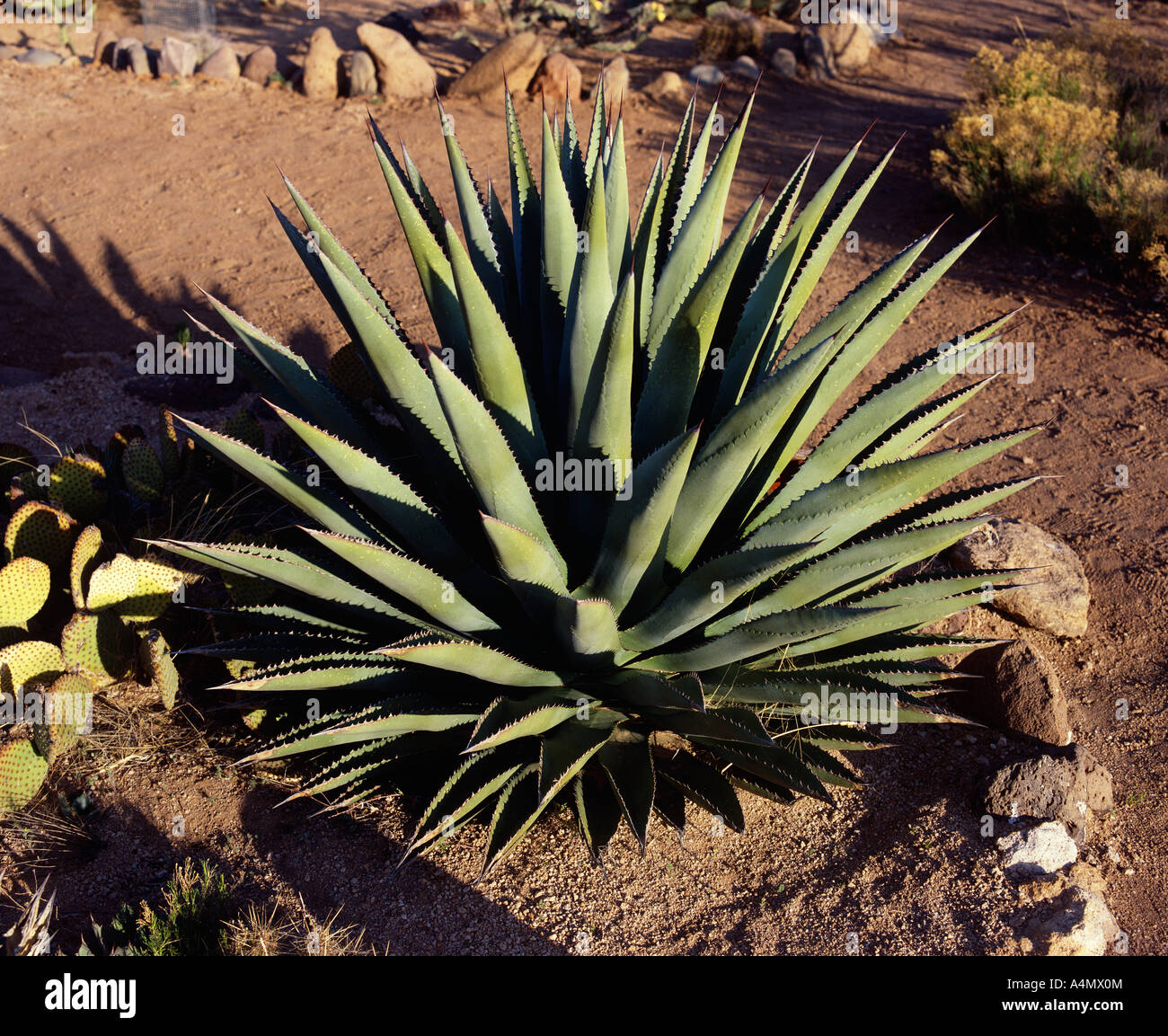 CENTURY PLANT, AGAVE (AGAVE SCABRA) ARIZONA Stock Photo - Alamy