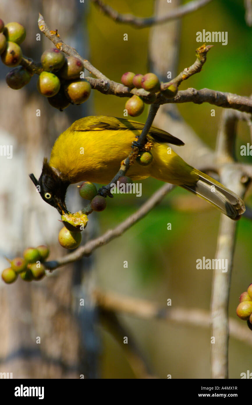 Black crested Bulbul Pycnonotus melanicterus feeding Stock Photo - Alamy