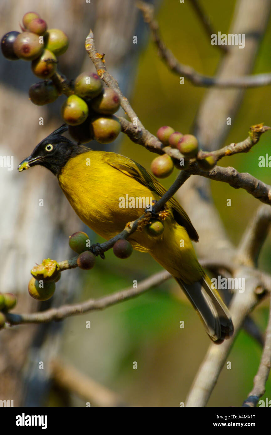 Black crested Bulbul Pycnonotus melanicterusfeeding Stock Photo - Alamy