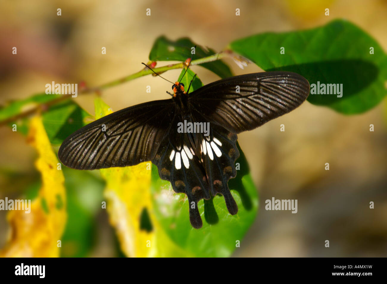 Parides adamsoni hi-res stock photography and images - Alamy