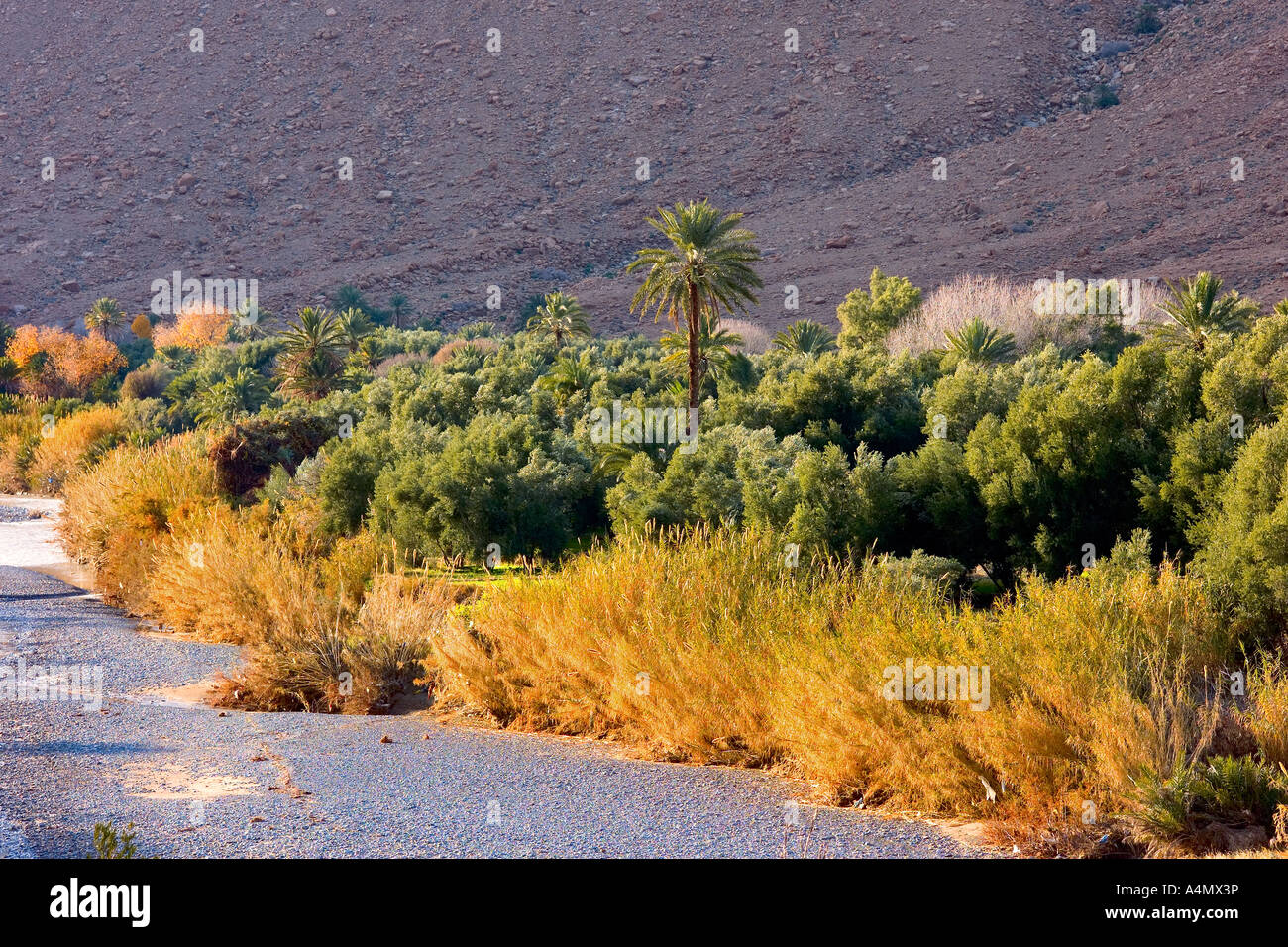 Oasis in ziz valley morocco hi-res stock photography and images - Alamy