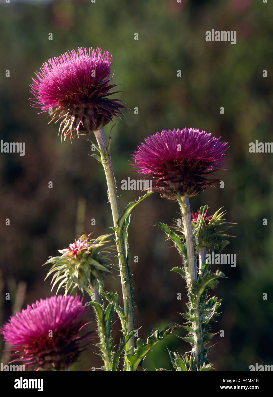 NODDING THISTLE, MUSK THISTLE (CARDAAS NUTANS) NOXIOUS WEED IN ...