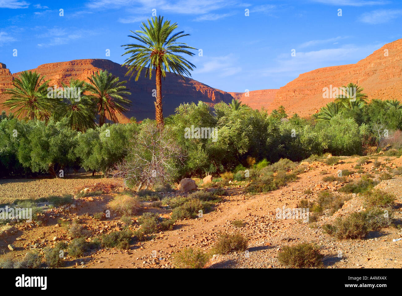 Oasis in Ziz valley Morocco Stock Photo - Alamy