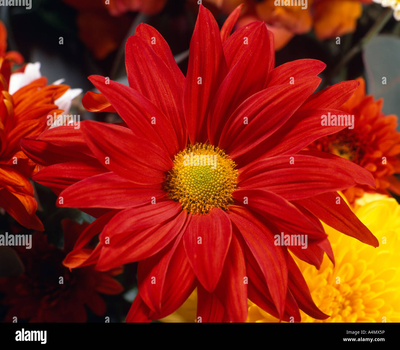 Chrysanthemum sp in flower hi-res stock photography and images - Alamy