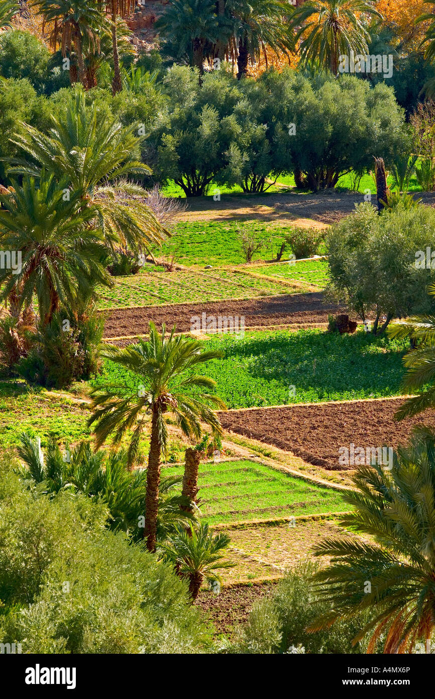 Oasis in Ziz valley Morocco Stock Photo - Alamy