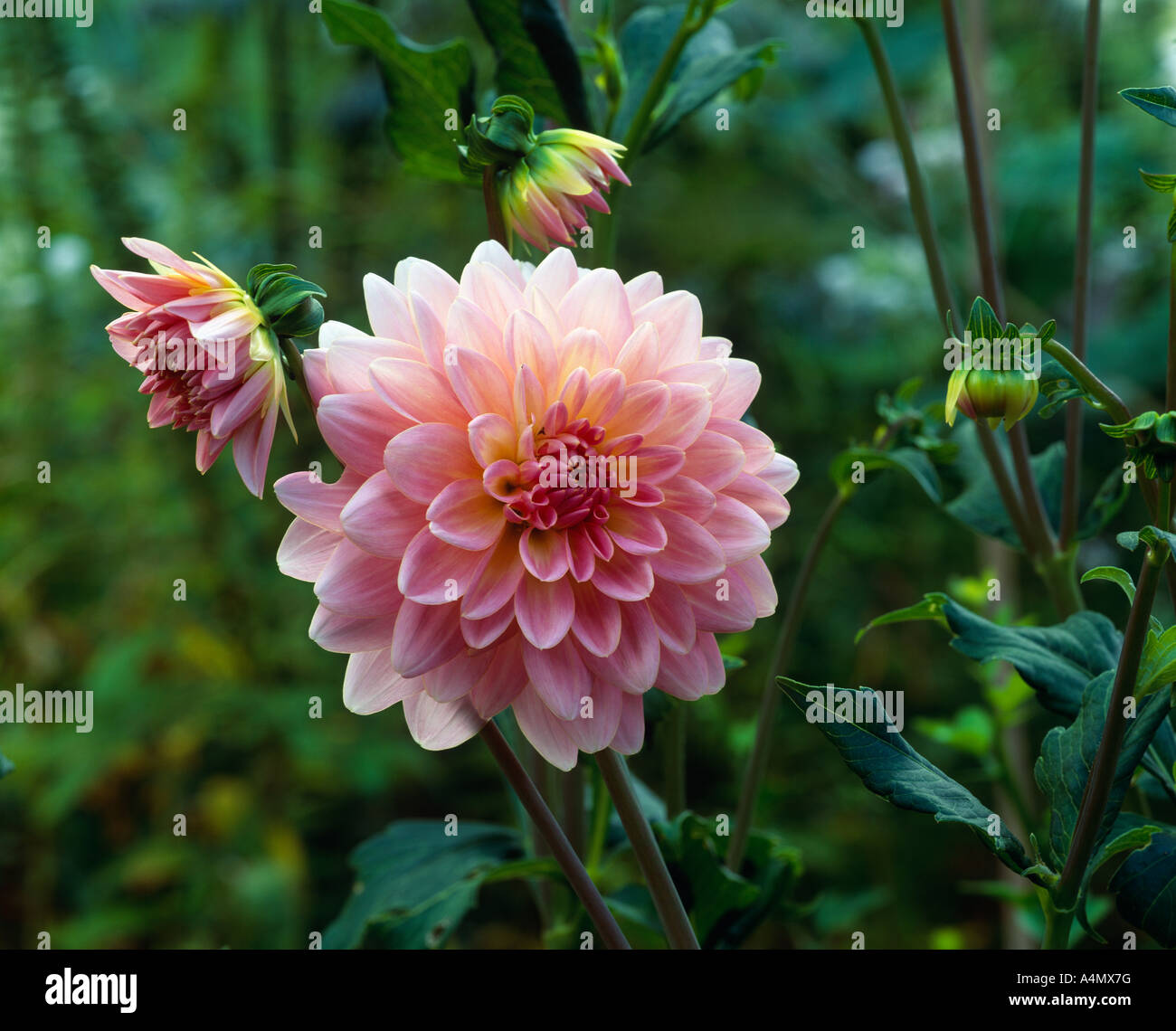 PINK GERRIE HOEK DAHLIA (DAHLIA SP Stock Photo - Alamy