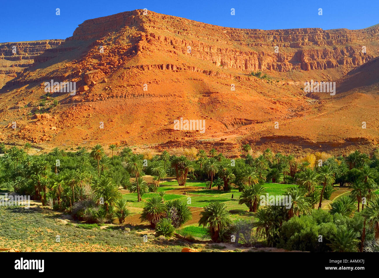 Oasis In Ziz Valley Morocco Stock Photos & Oasis In Ziz Valley Morocco ...