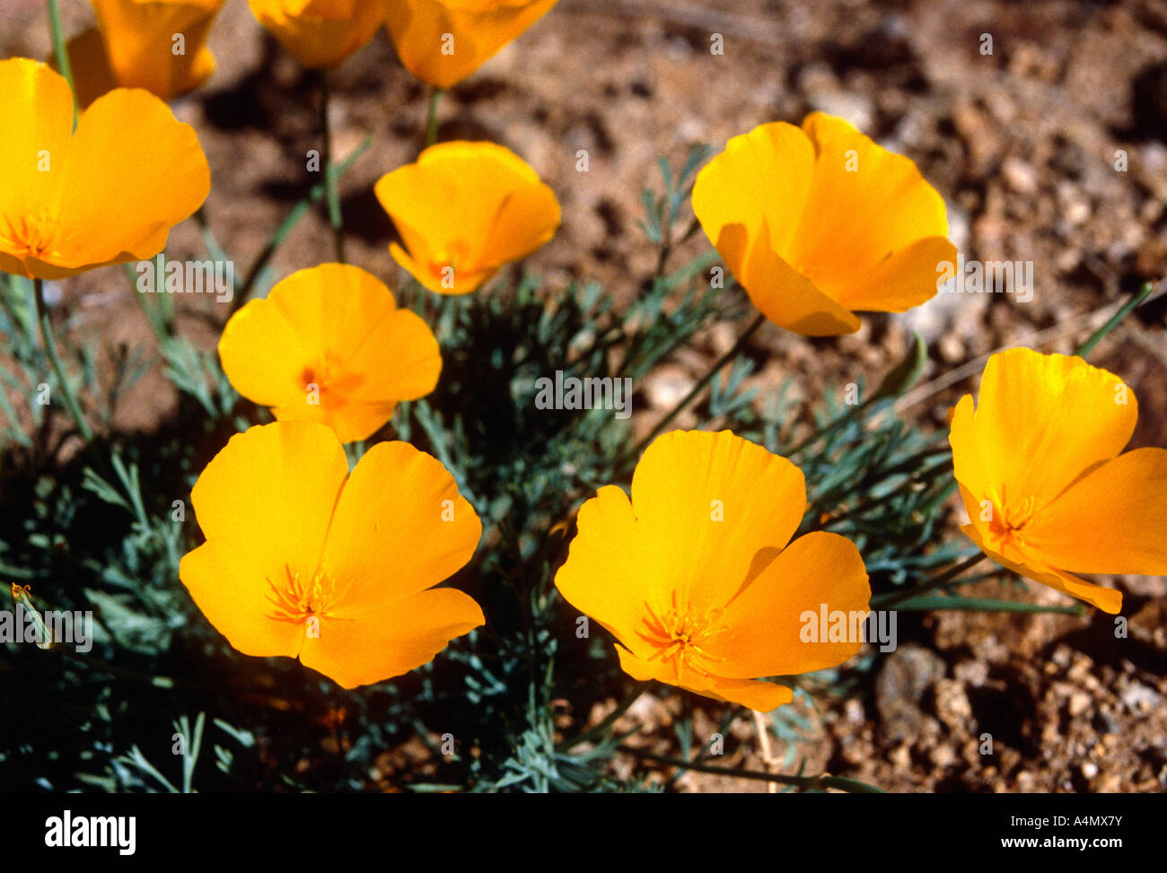 MEXICAN GOLDPOPPY, DESERT GOLD POPPY OR GOLD POPPY (ESCHSCHOLTZIA ...