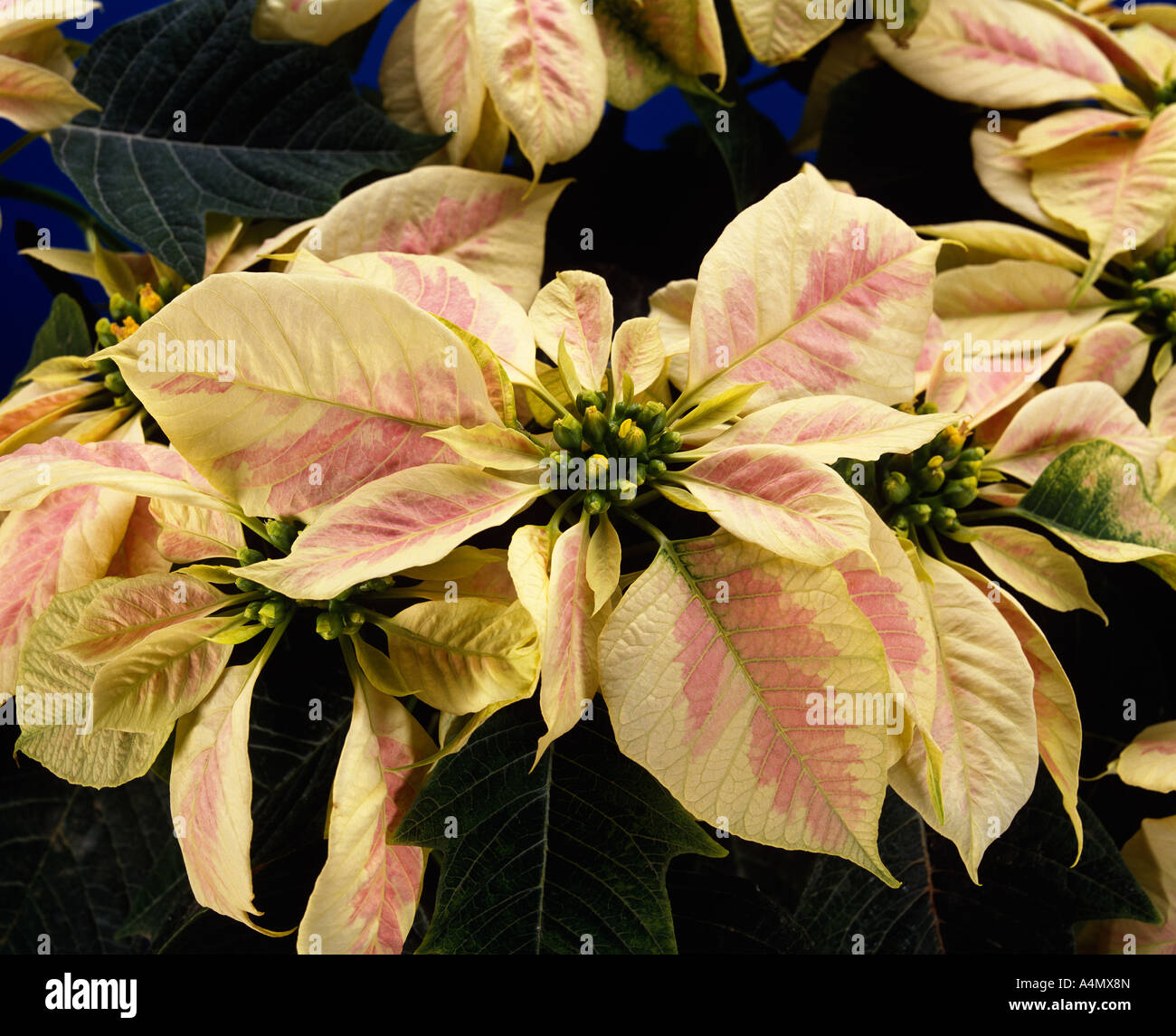 Varigated petals hi-res stock photography and images - Alamy