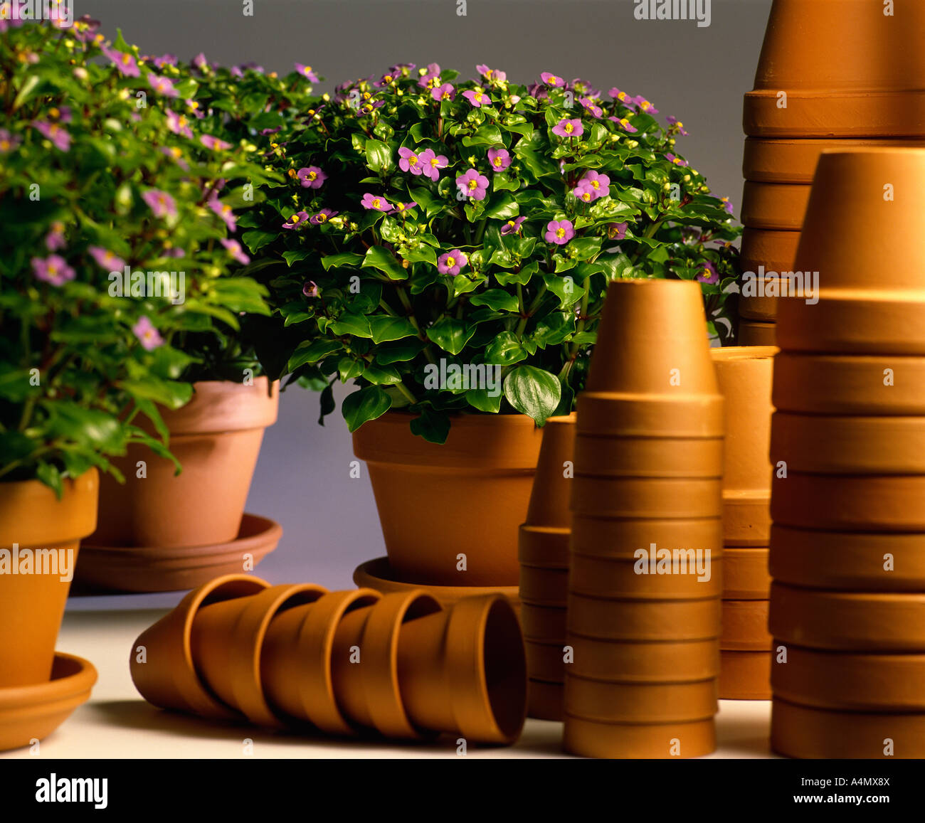 GERMAN VIOLET, PERSIAN VIOLET (EXACUM AFFINE Stock Photo - Alamy