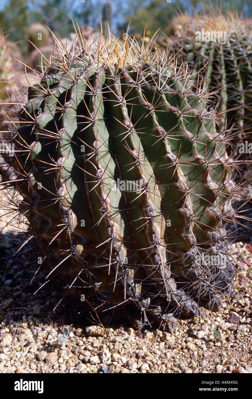 Fish hook cactus hi-res stock photography and images - Alamy