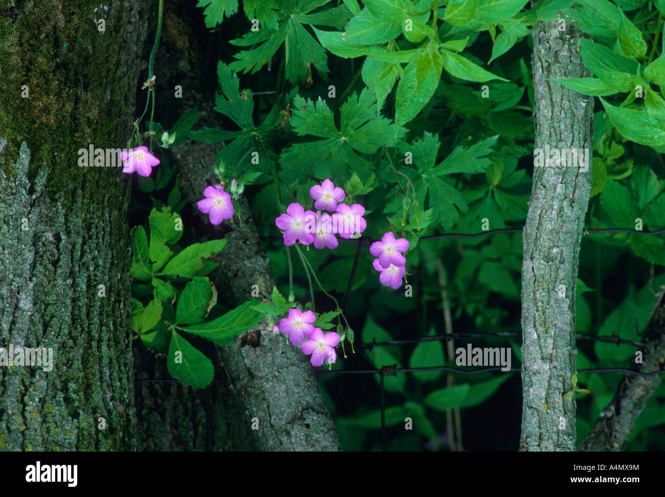 WILD GERANIUM (GERANIUM MACULATUM) / IOWA Stock Photo - Alamy
