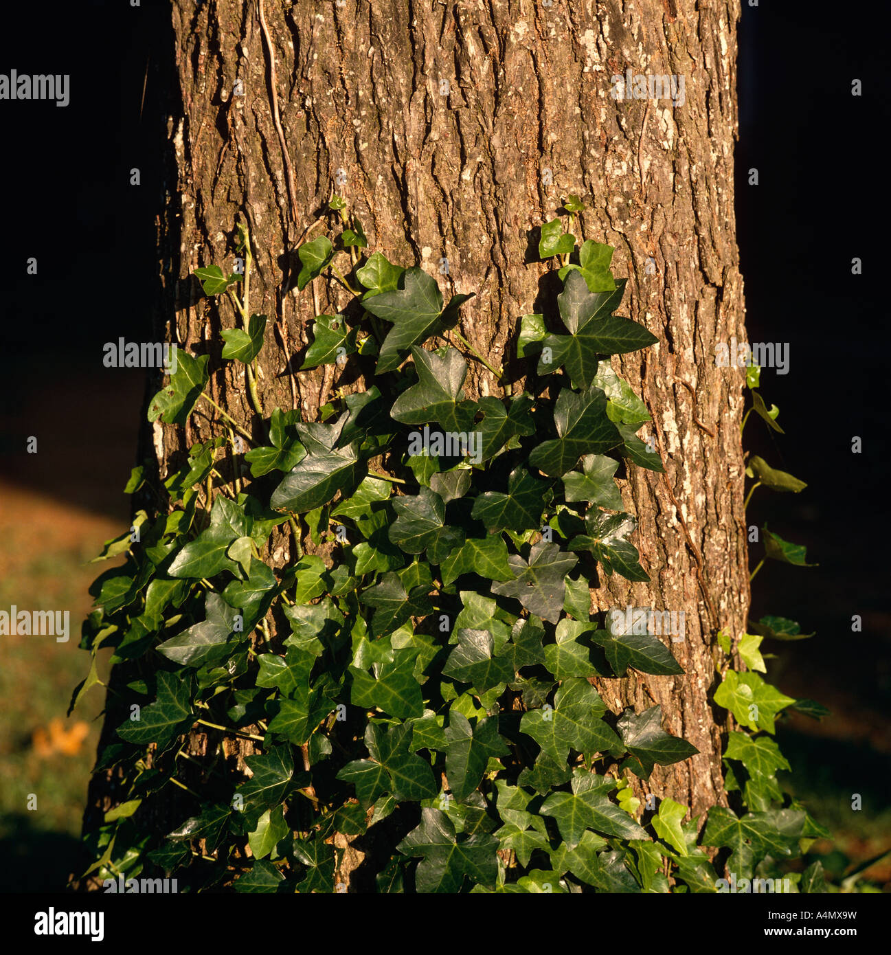 ENGLISH IVY (HEDERA HELIX) GEORGIA Stock Photo - Alamy