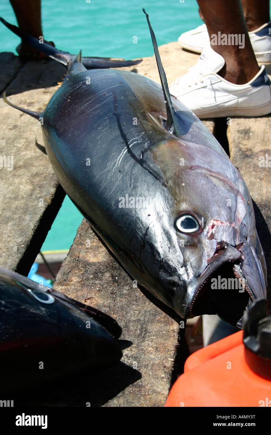 A tuna fish, Cape Verde Stock Photo - Alamy