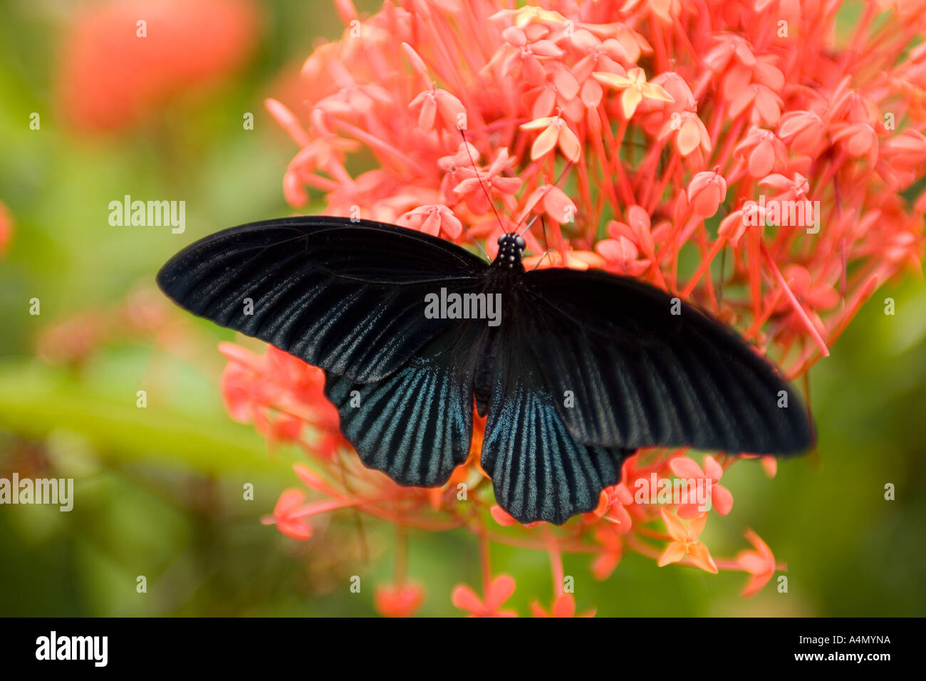 Butterflies of borneo hi-res stock photography and images - Alamy