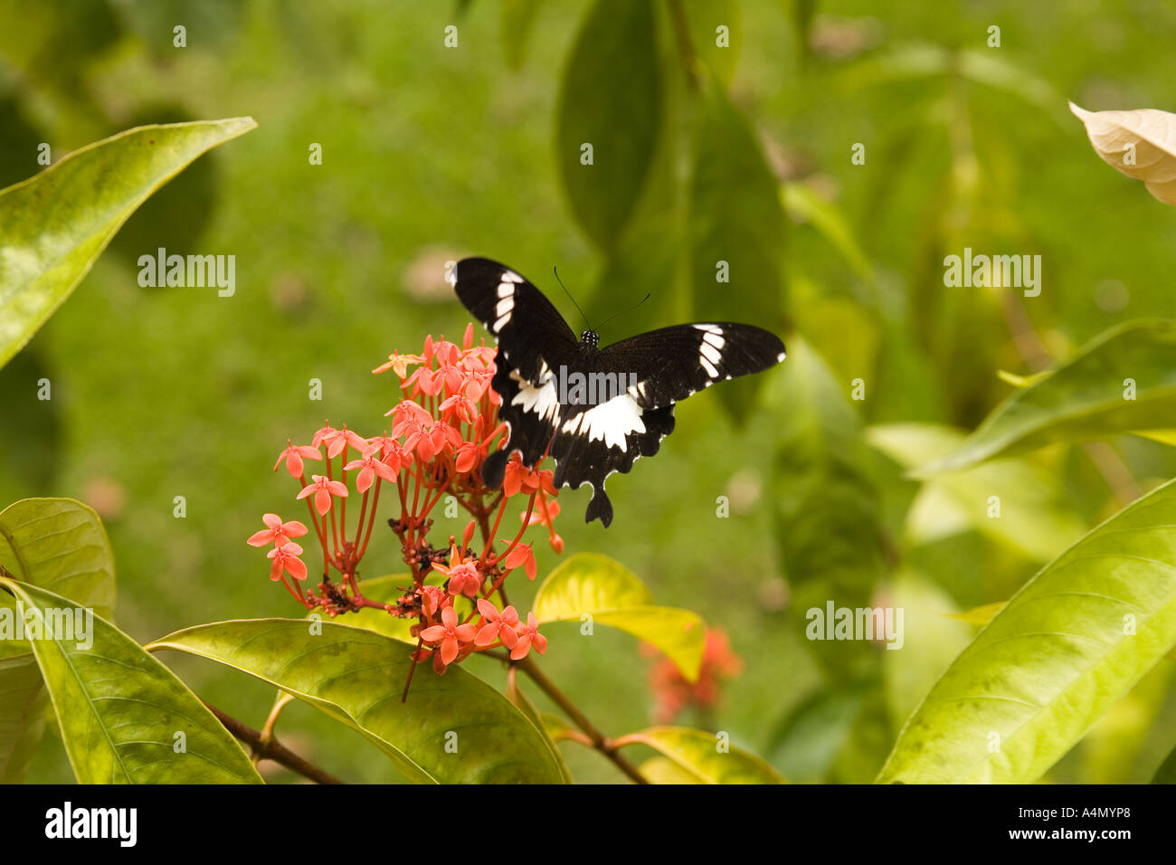 Malaysian rainforest butterfly hi-res stock photography and images - Alamy