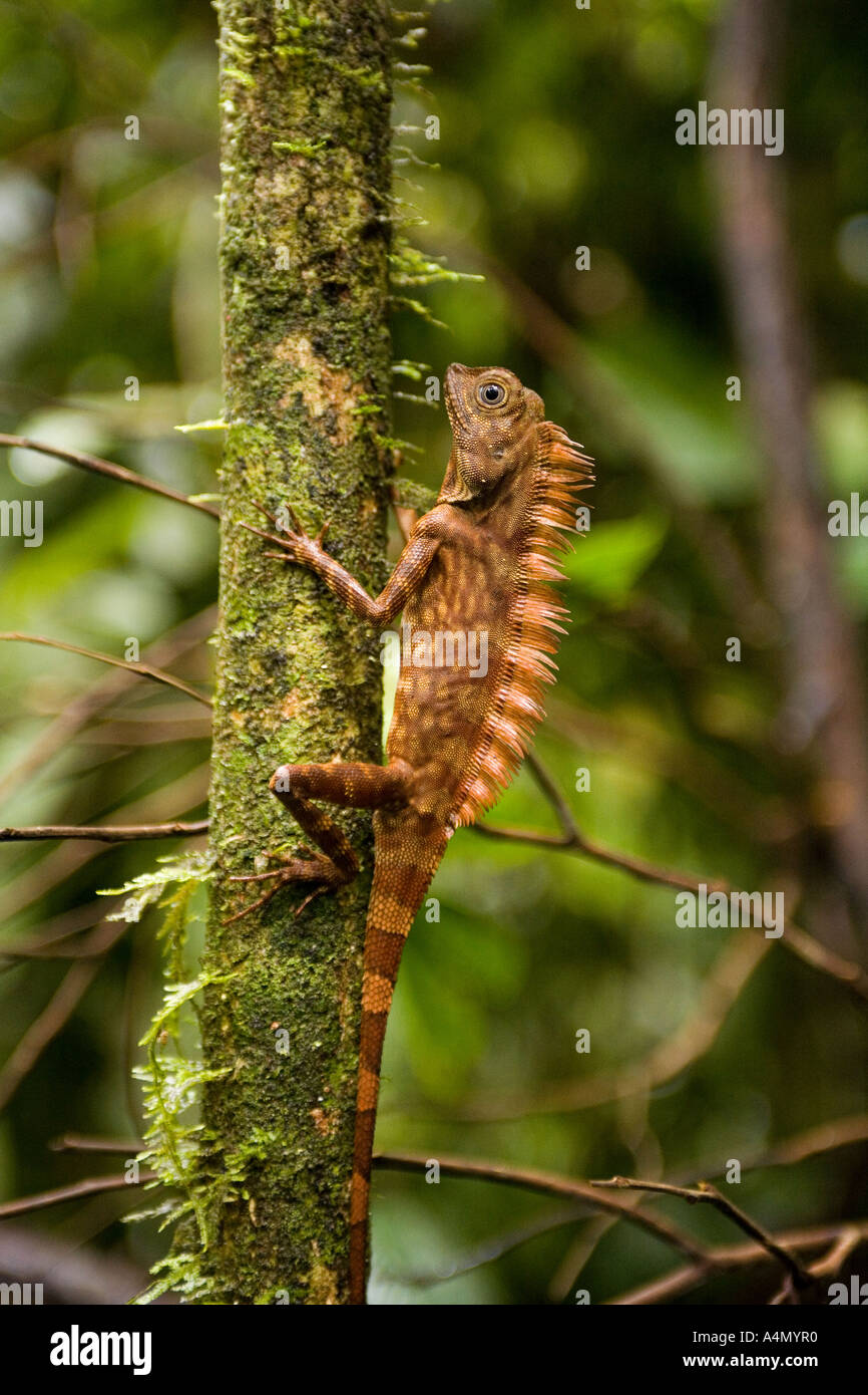 Danum valley borneo sabah lizard hi-res stock photography and images ...