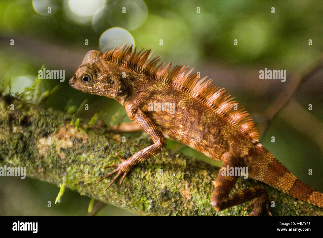 Danum valley borneo sabah lizard hi-res stock photography and images ...