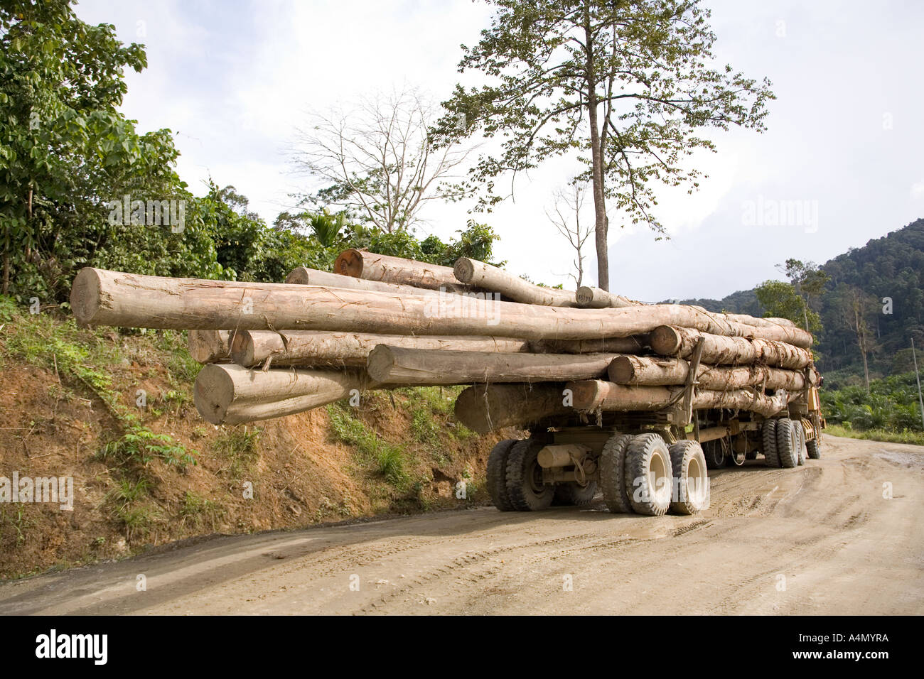 Malaysia Borneo Sabah Danum Valley forestry lorry overloaded with logs ...